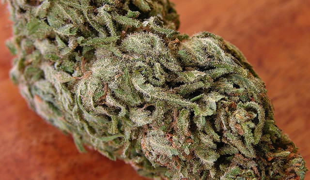 Good buds, bad buds and DANK buds – bada-bing bada-bong